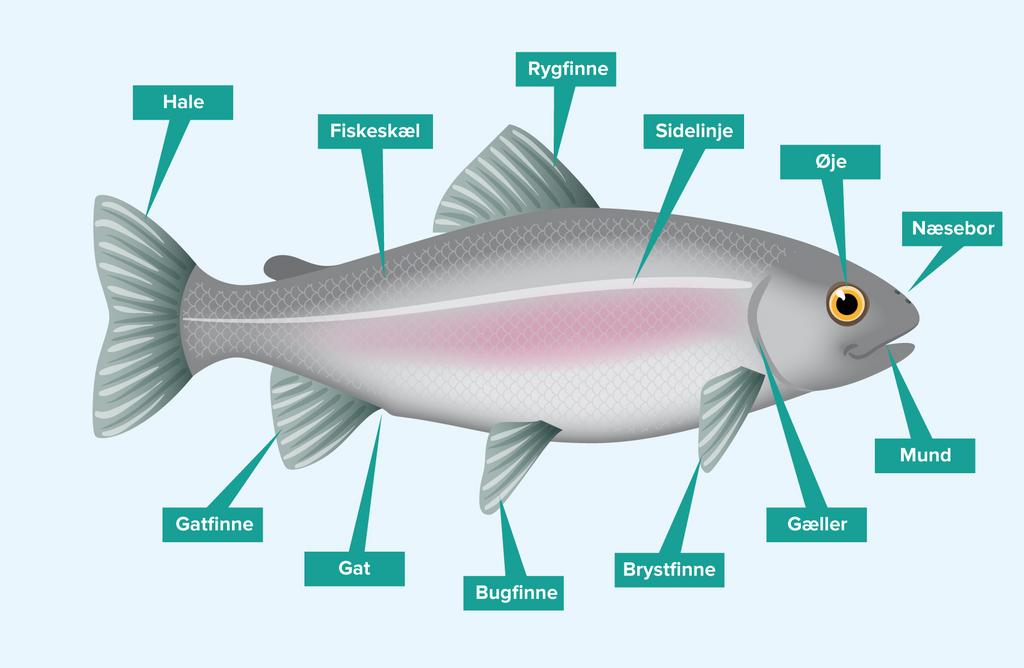Fisken udenpå – et undervisningsmateriale til naturteknologi indskoling
